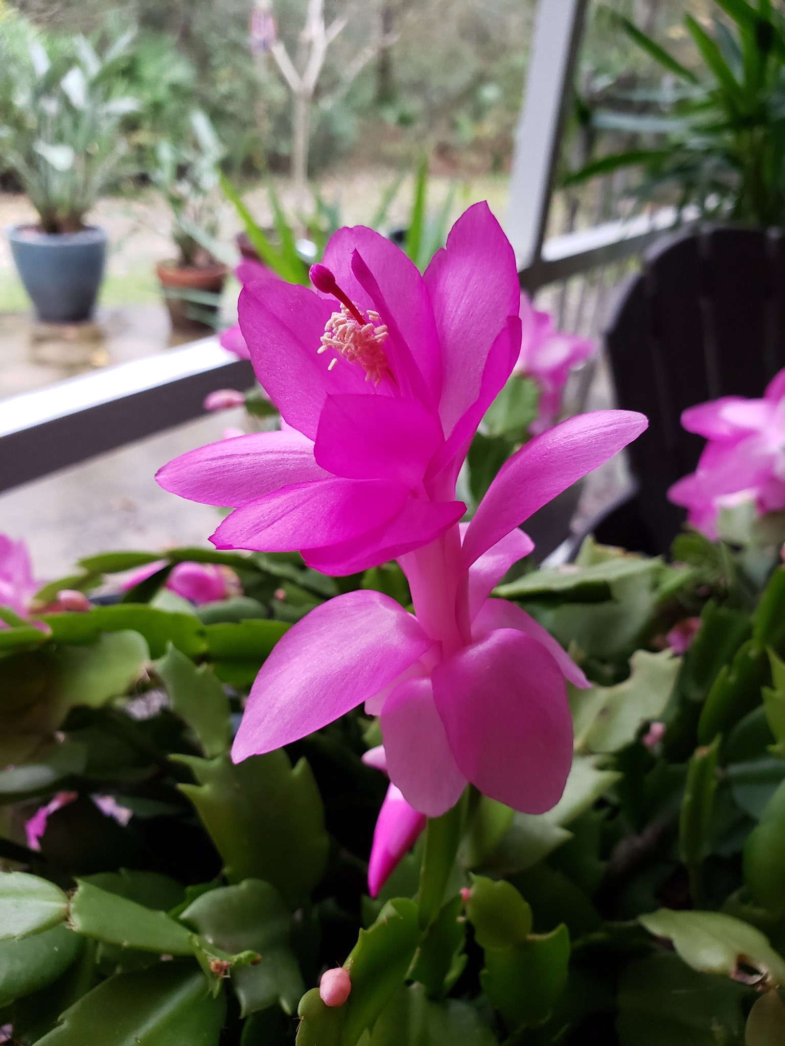 Tw Pornstars 3 Pic Holi Hurricane Twitter Christmas Cactus In Full