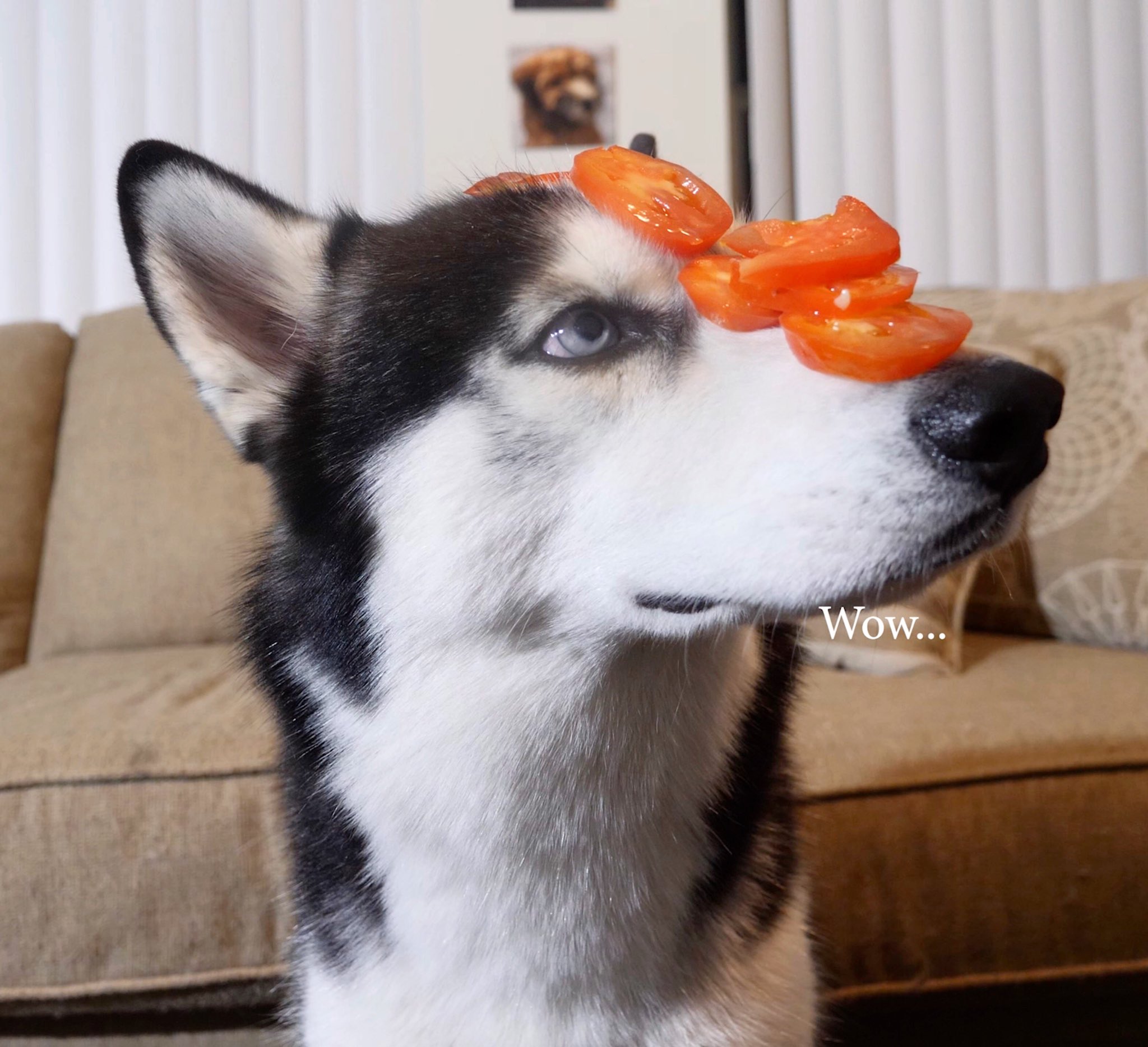 Hachi The Husky (@hachi_husky) / Twitter