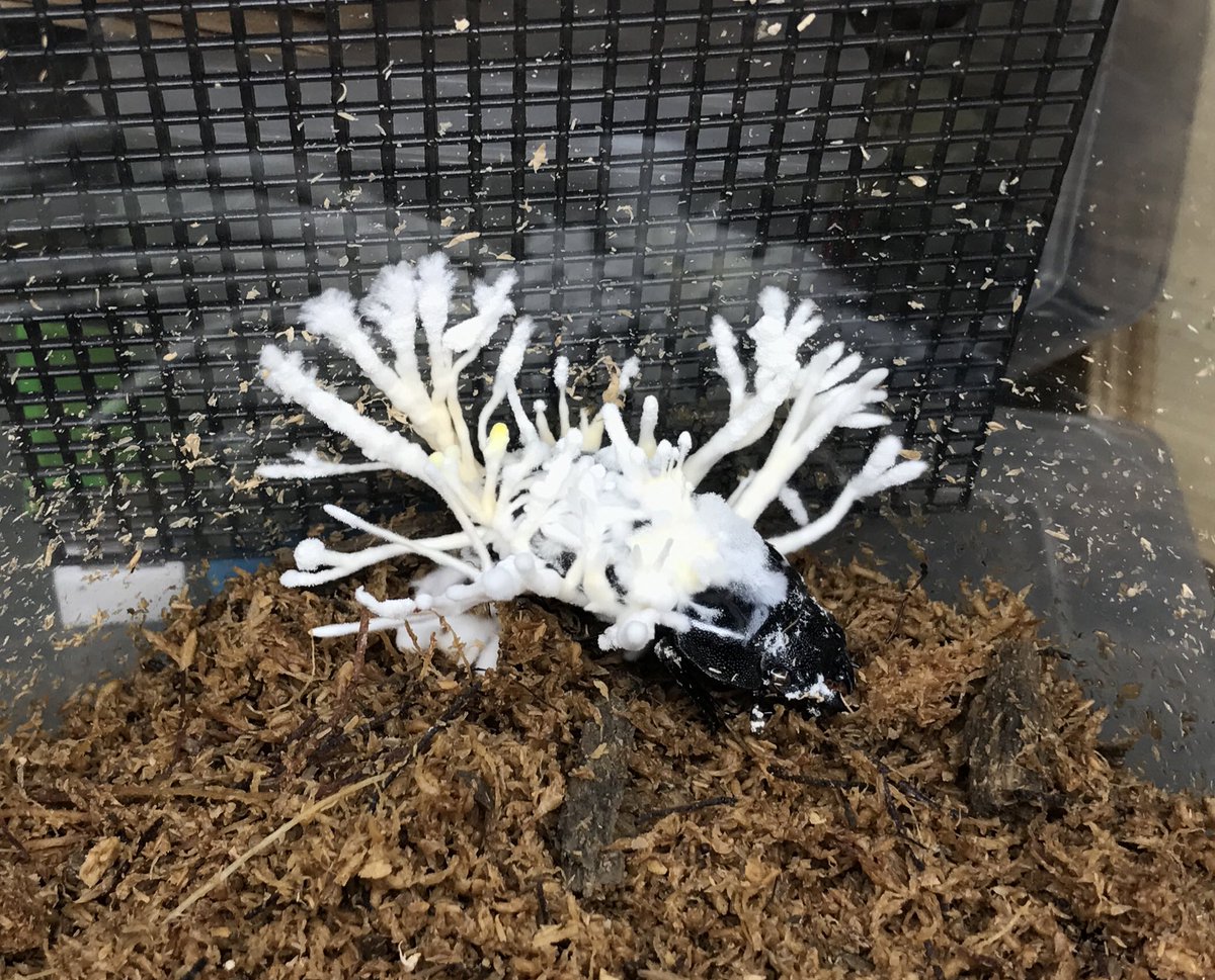 レーパン＋モッコリぷりぷり＝変態ピチパン★9匹目