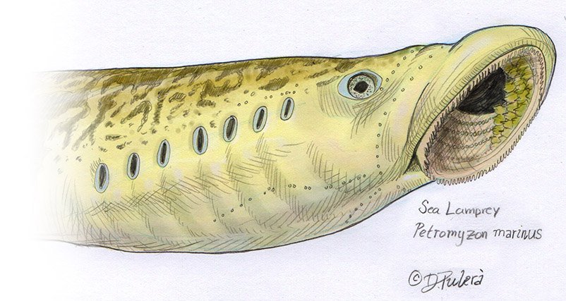 Lamprey Dissection