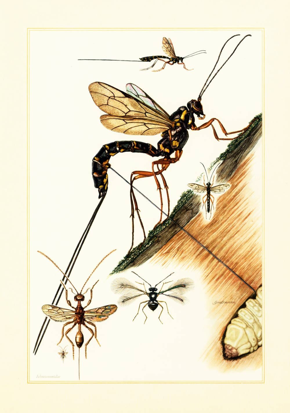 Wasp Scientific Illustration