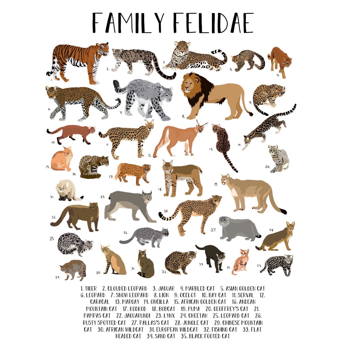 Felidae Animals
