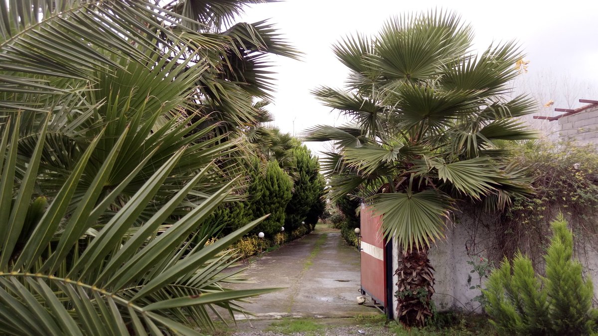 Golshanara Arian (@ArianGolshanara) | Twitter