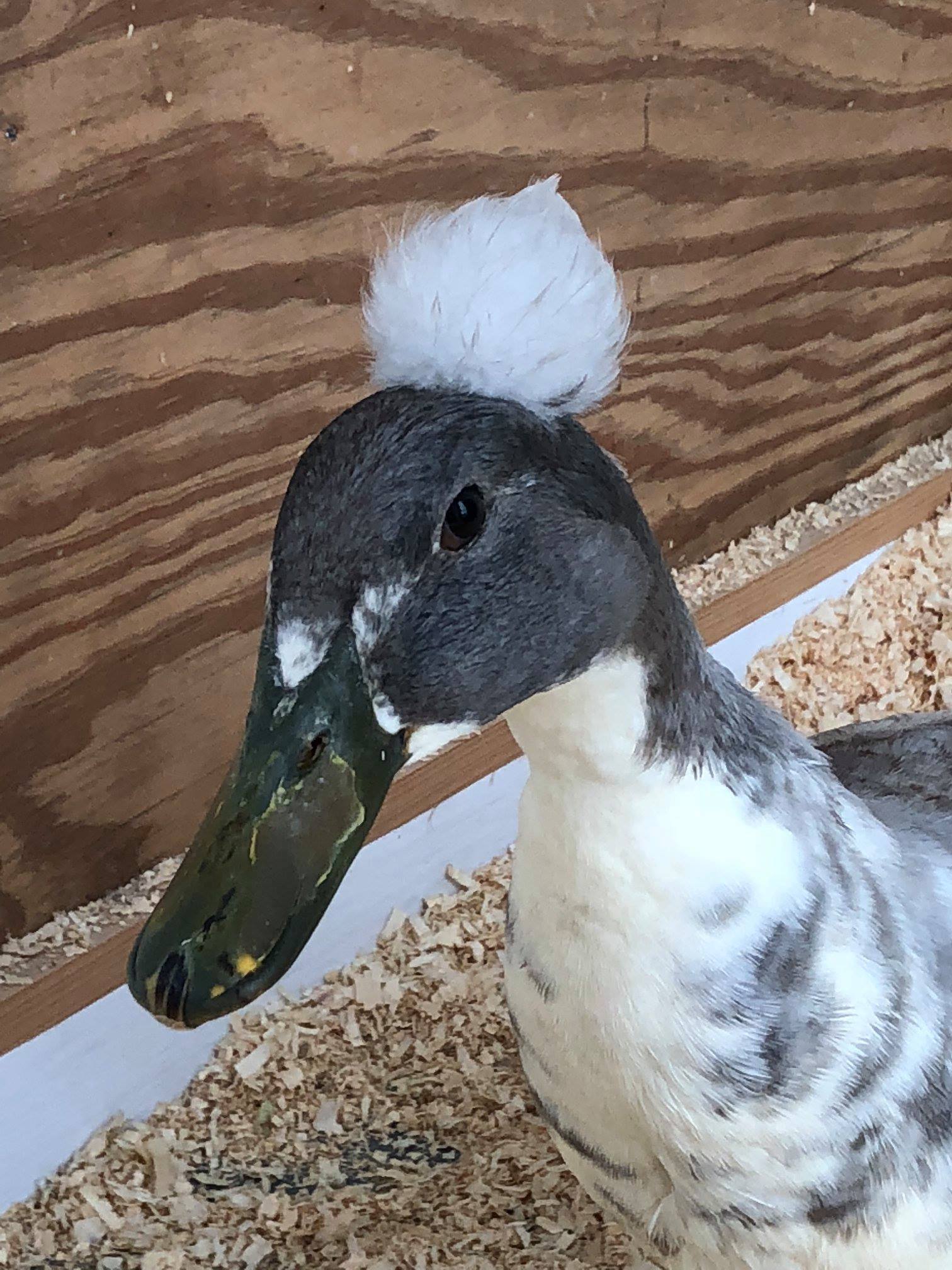 Crested Blue Swedish Duck