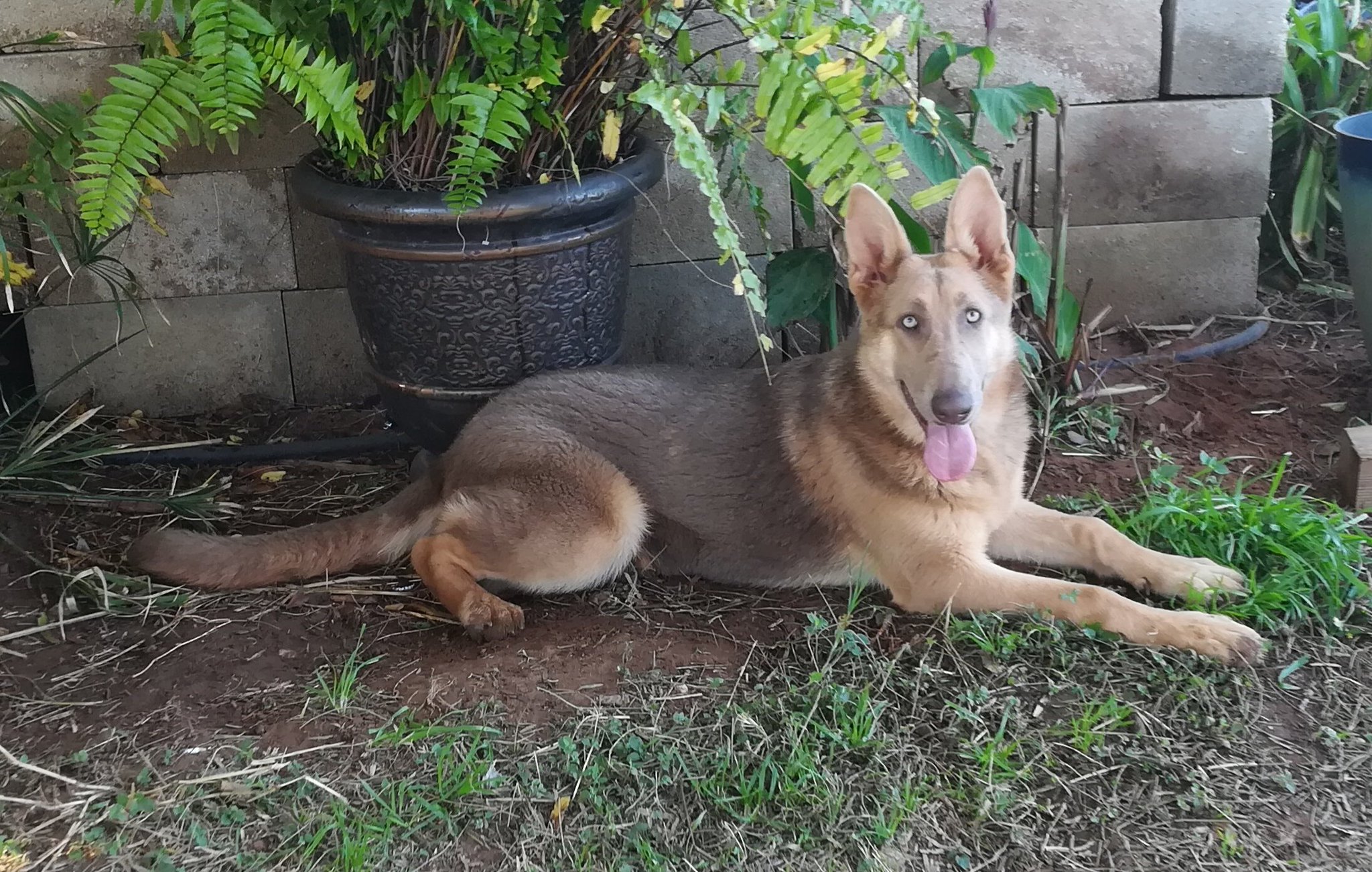 What Is An Isabella German Shepherd