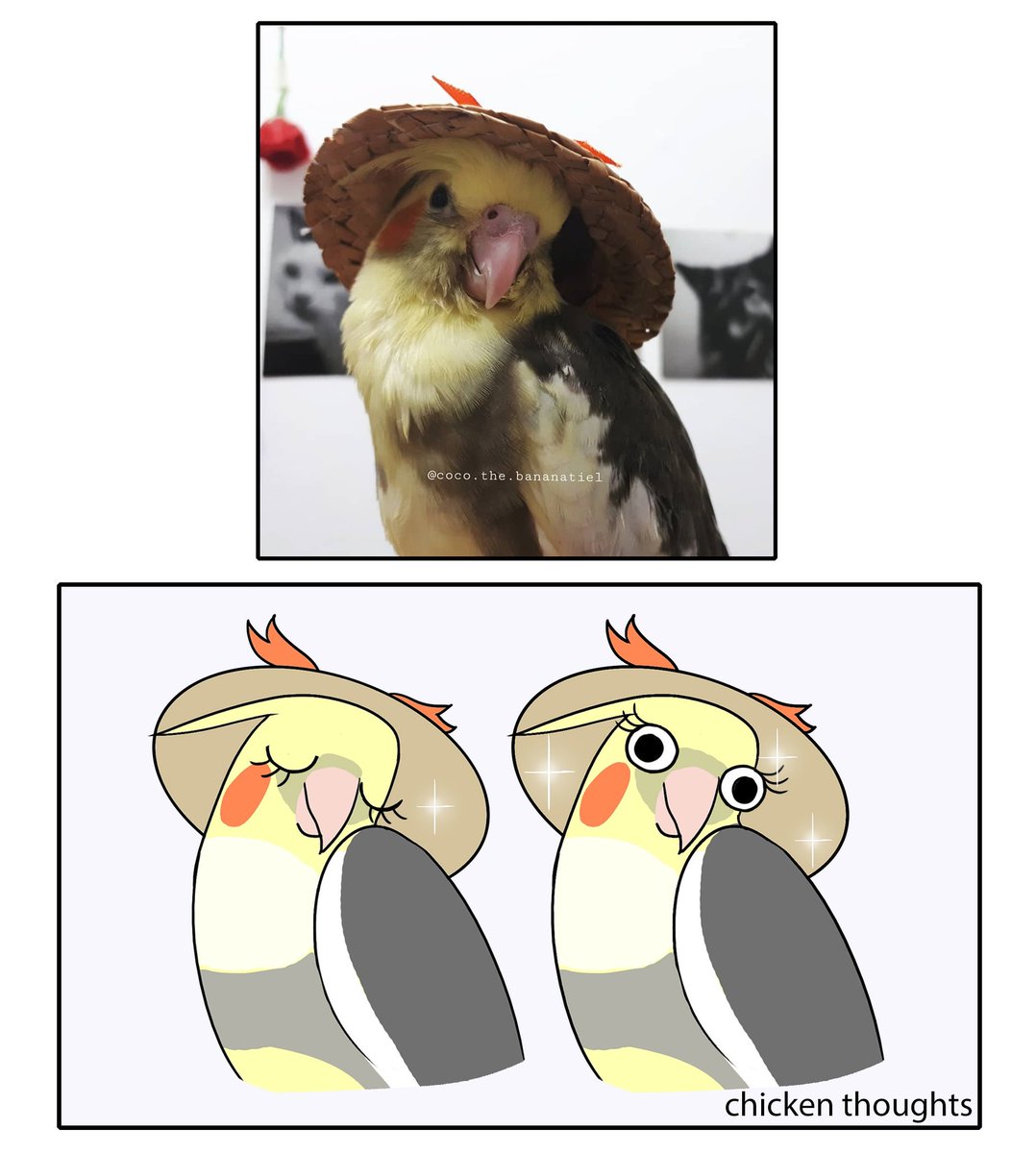 「https://t.co/42kAxHnXCx #birb 」Chicken Thoughtsの漫画