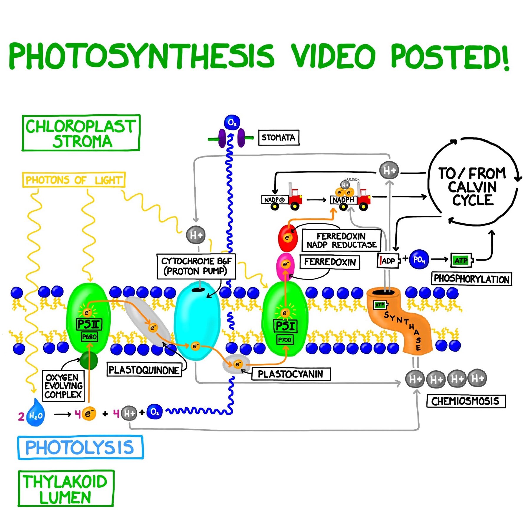 Ferredoxin In Photosynthesis