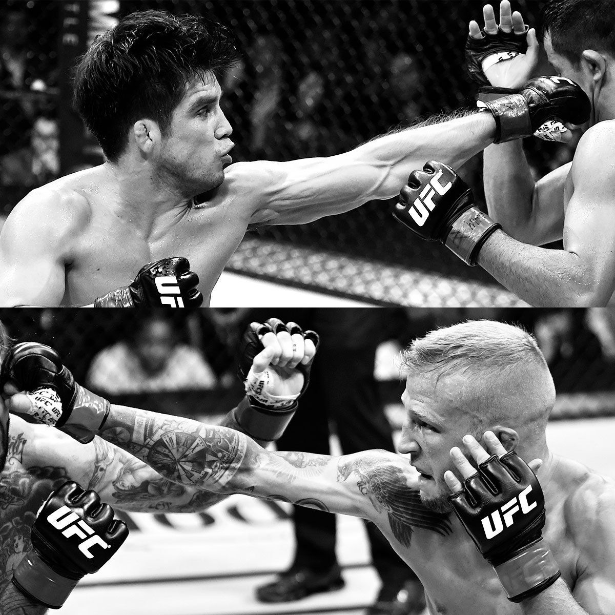 200 best Dillashaw images on Pholder | MMA, Ufc and Danawhite