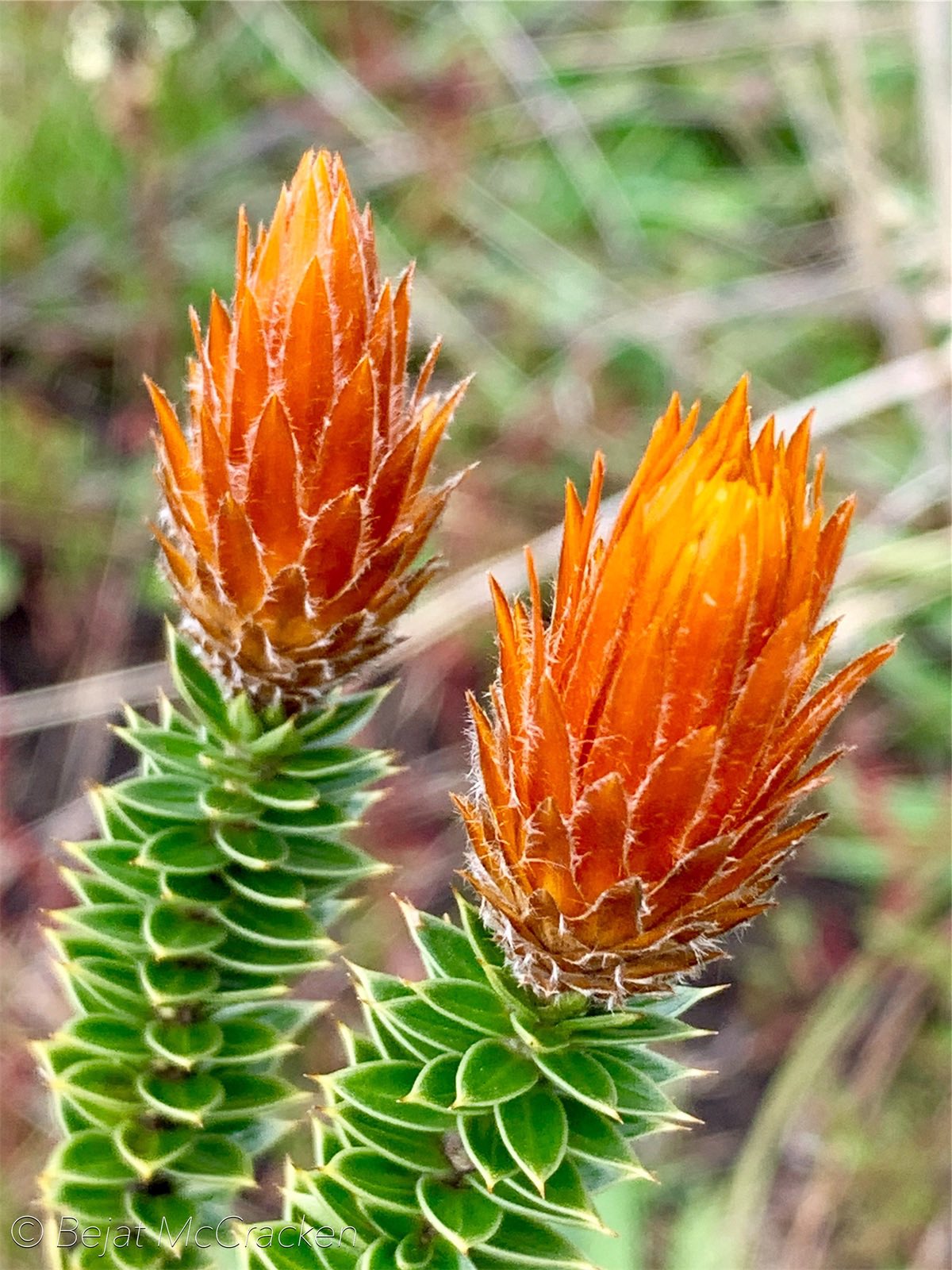 Ecuador National Flower Ecuador Chuquiraga Stock Photos Free