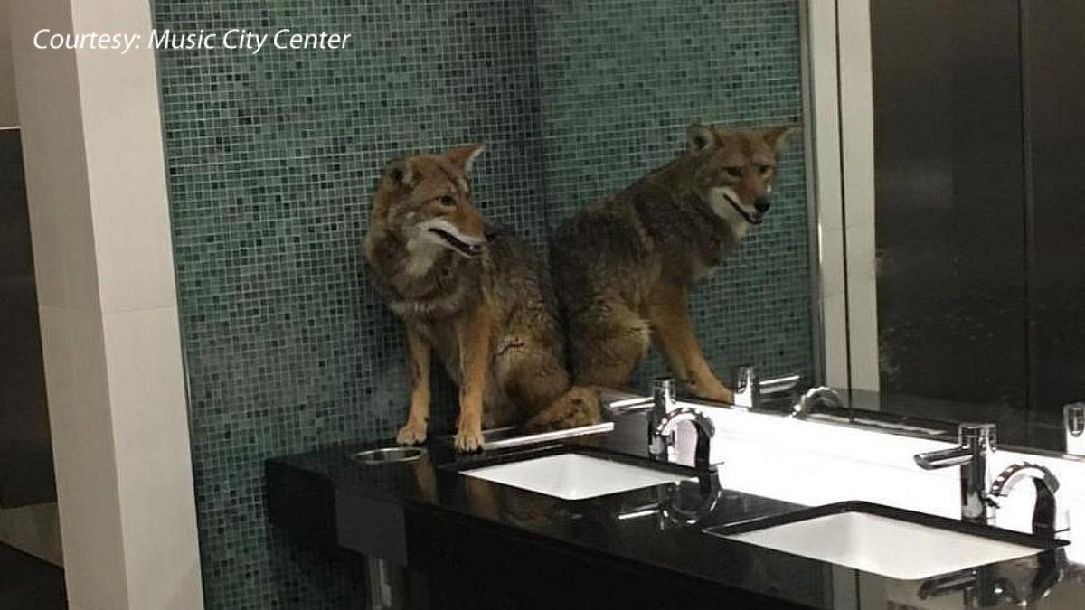 A coyote was captured in a bathroom after wandering into a boat show ...