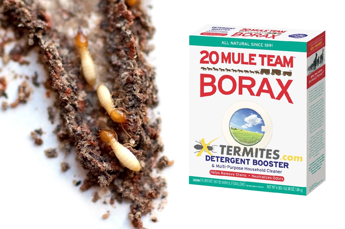 How To Get Rid Of Termites For Good Using Borax -- Best, 46% OFF