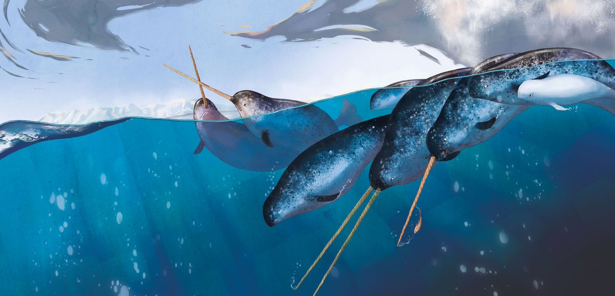 Narwhal Tusk Facts