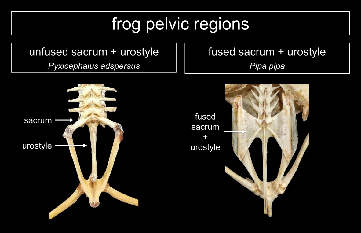 Urostyle Of Frog Frontiers | Fossils Reveal Long Term Continuous And