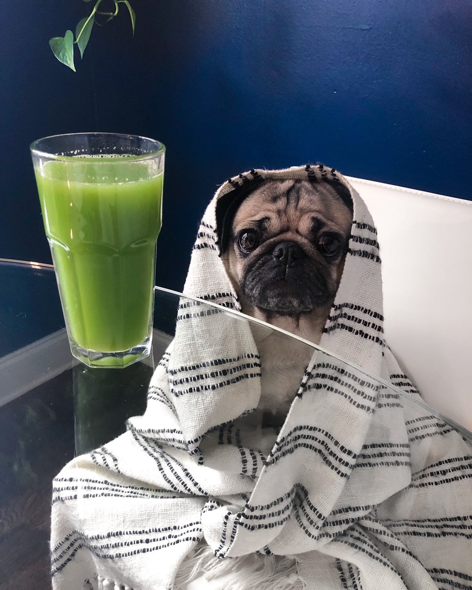 368 best Twitter u/itsdougthepug images on Pholder | As a ...