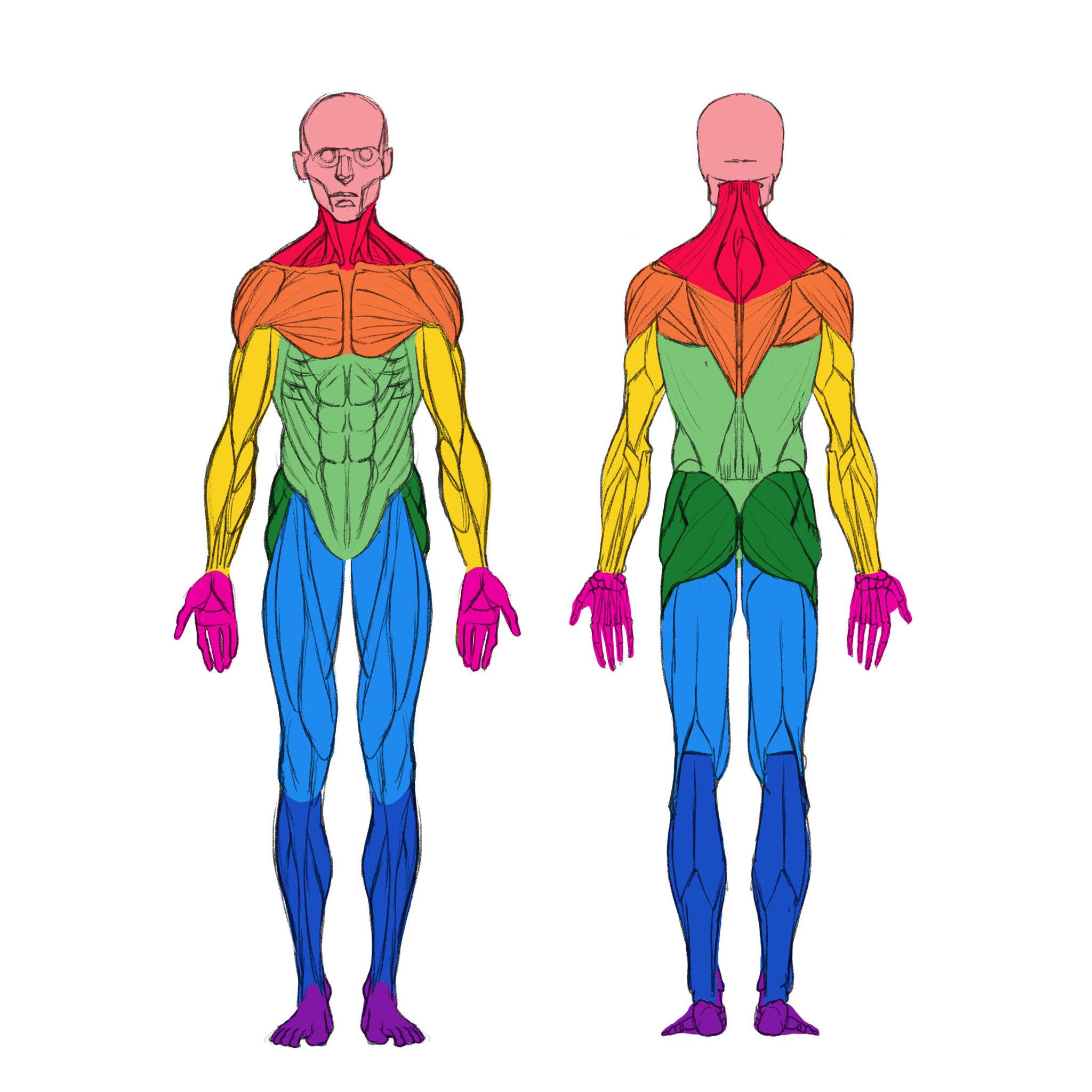 Color Full Body Muscle Anatomy MUSCLES OF THE HUMAN BODY CHART SIZE 45