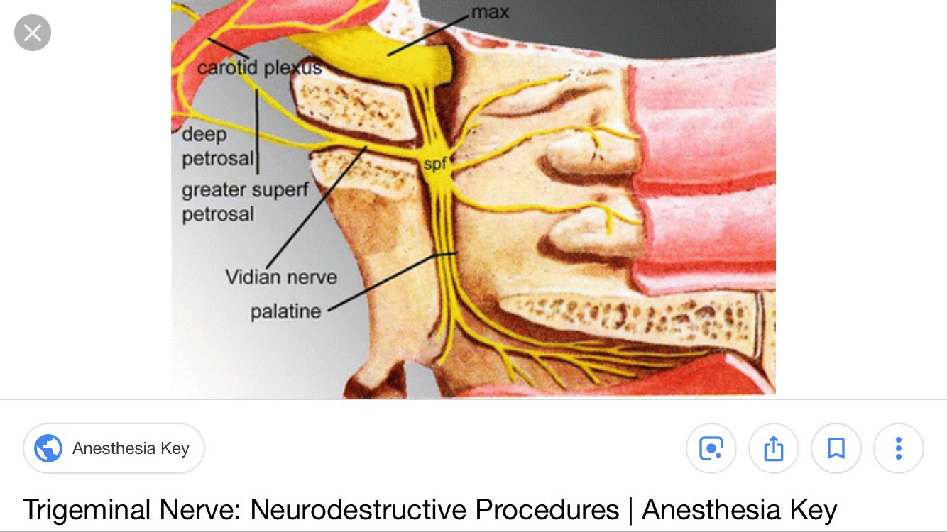 Nerve Of Pterygoid Canal Pterygoid Canal (Vidian Canal) | Anatomy.app
