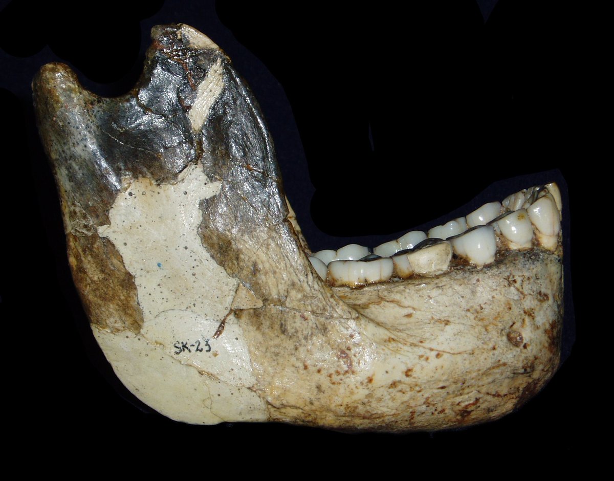 Australopithecus Robustus Mandible