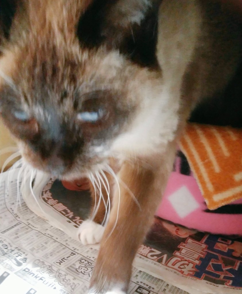 みーすけ (@misuke_867) | Twitter