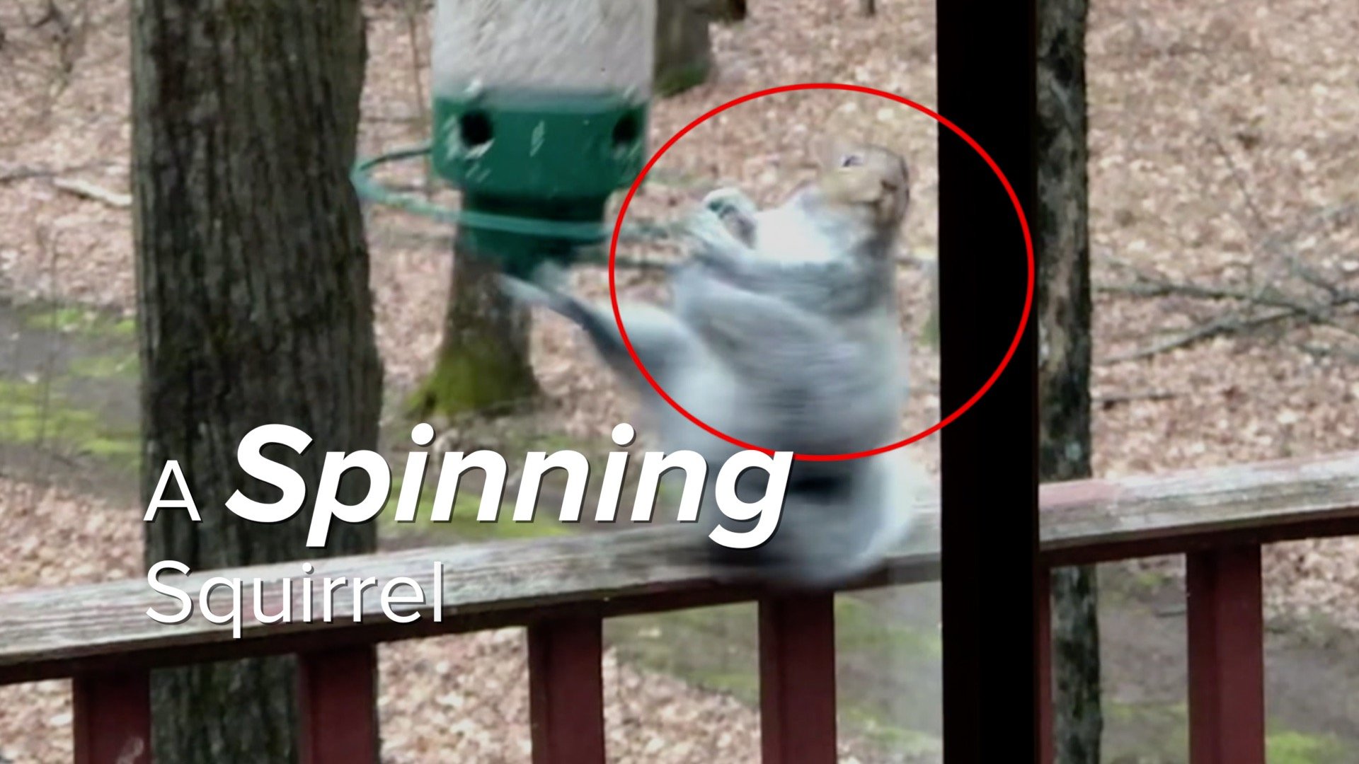 Squirrel Meme Bird Feeder