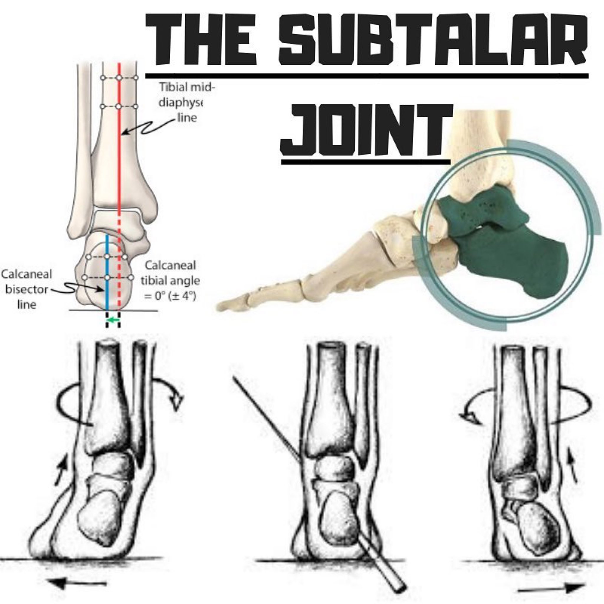 Dorsiflexion Anatomy