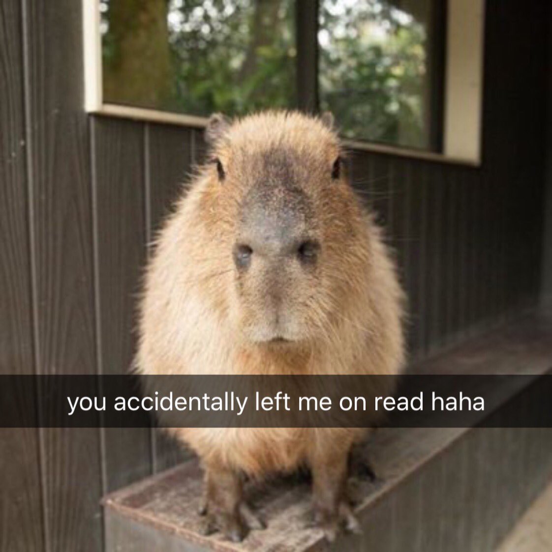 Capybaras on Twitter: "https://t.co/3wc3f03HNb" / Twitter