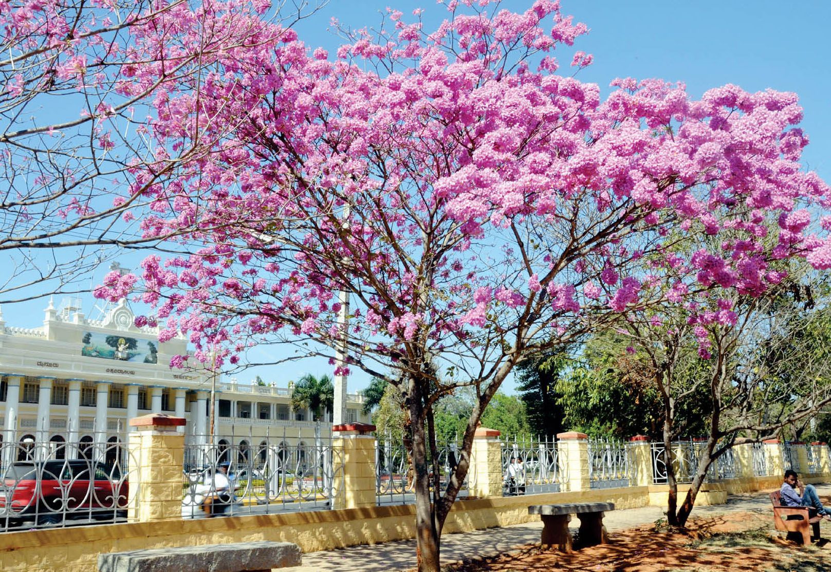 Mysore Trees