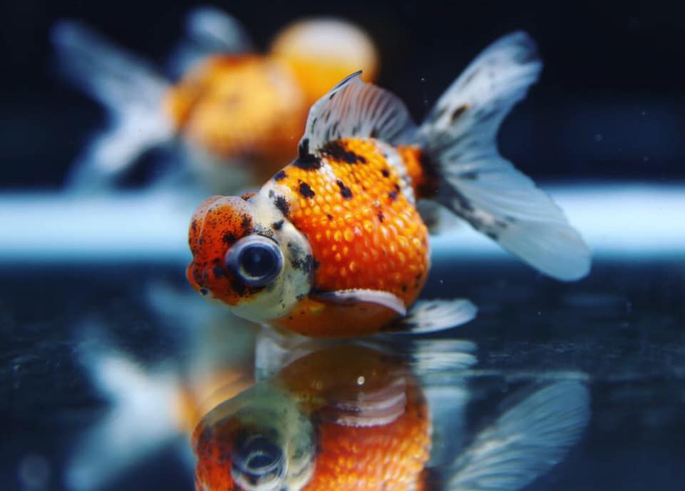 Dragon Eye Goldfish
