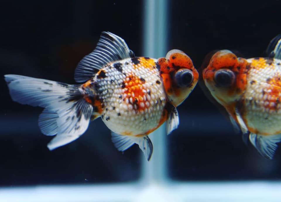 Crown Pearlscale Goldfish