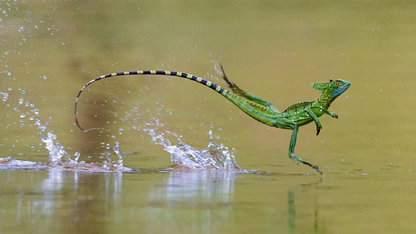 Basilisk Lizard Walking On Water