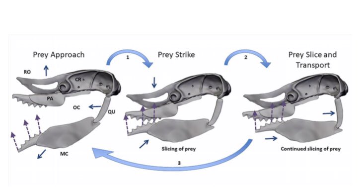 Edestus: The Terror of Late Carboniferous Oceans : r/Naturewasmetal