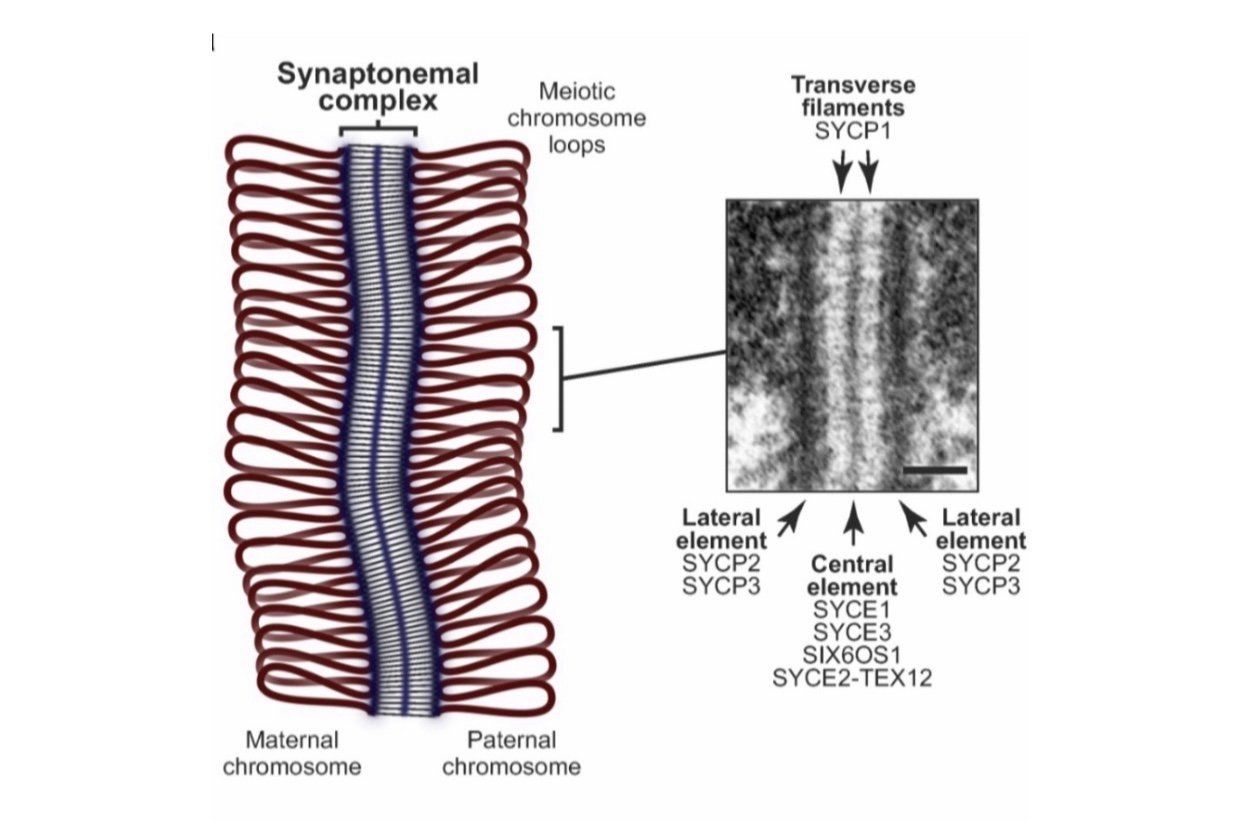 Synaptonemal Complex