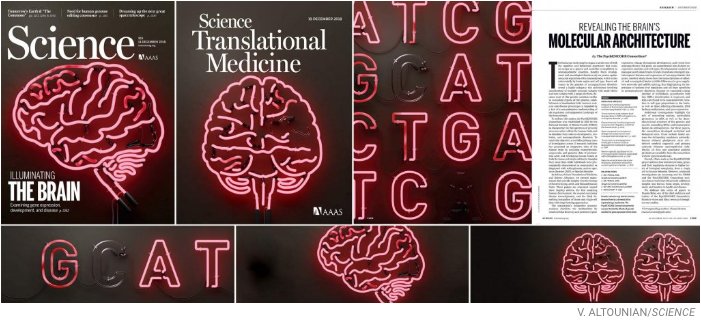 Science Magazine Cover Brain