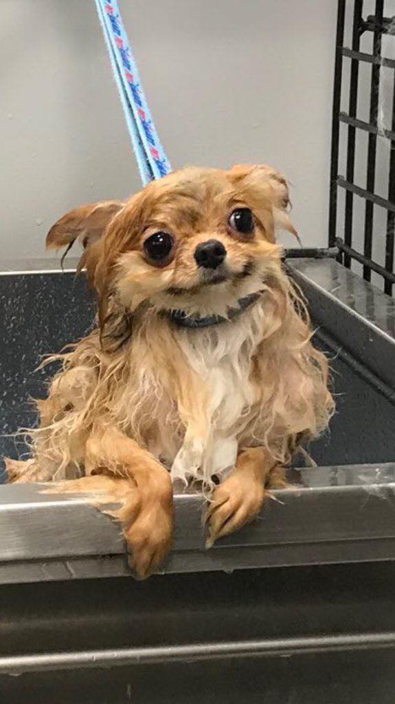 Soaked Dog Meme
