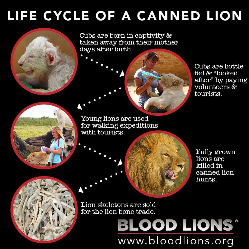 Lion Life Cycle