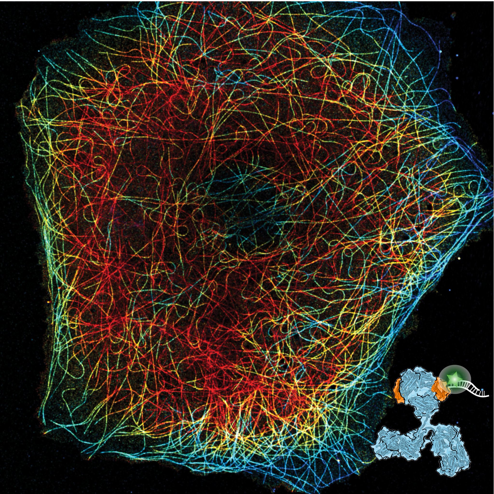 Max Planck Institute of Biochemistry (MPIB) on Twitter: "Bacterial-derived protein binders can ...