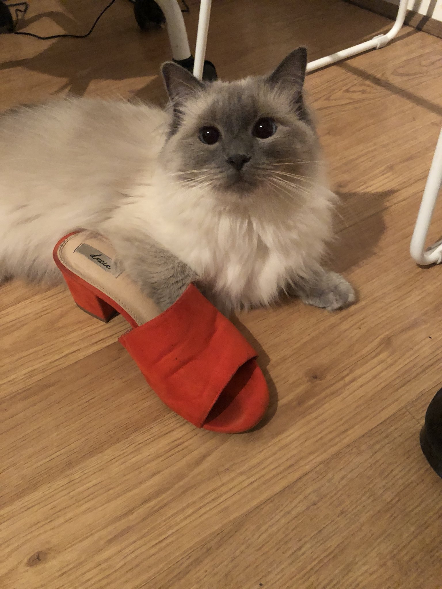 Cats Wearing Shoes