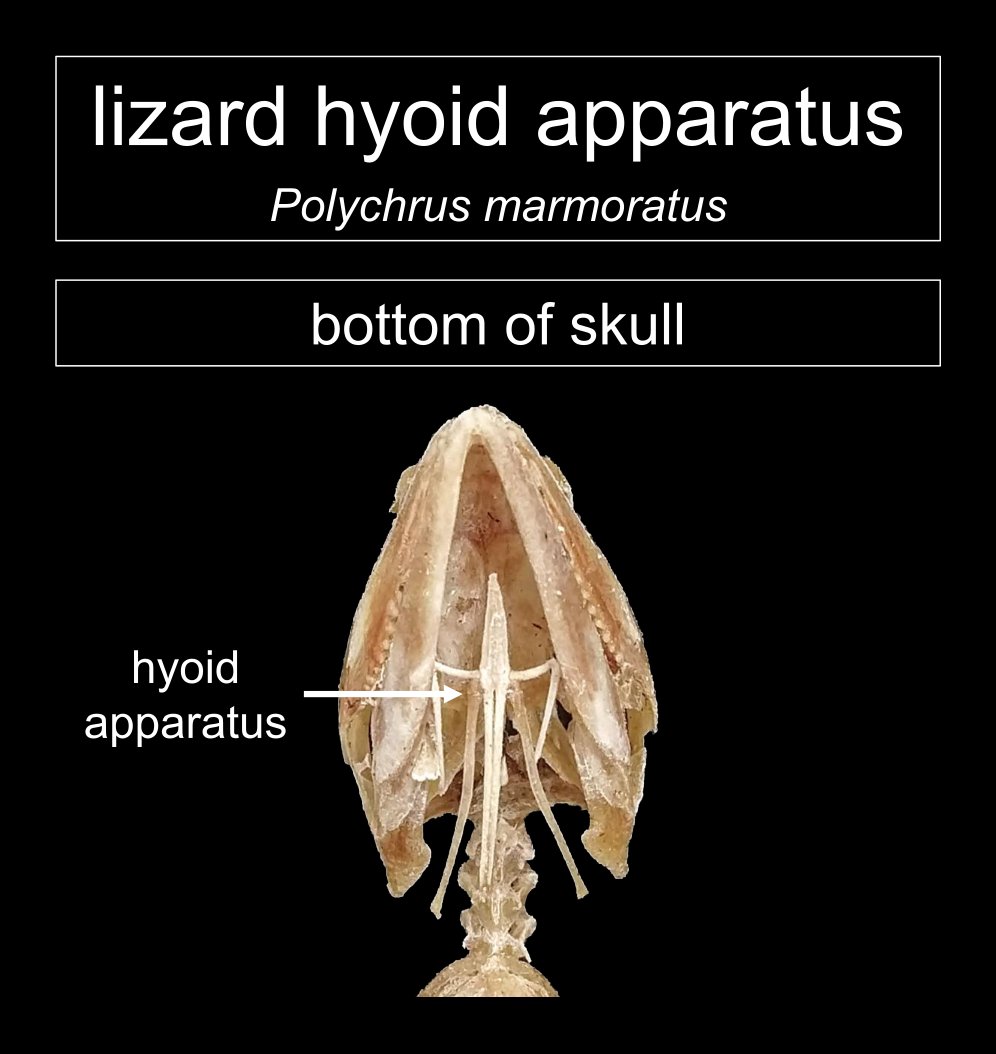 Hyoid Apparatus