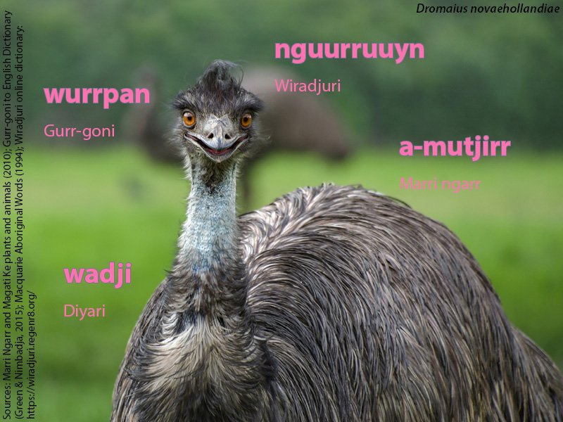 Smiling Emu