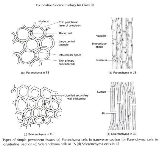Ground Tissue Parenchyma Collenchyma Sclerenchyma