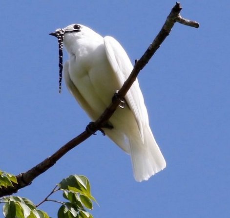 Bird 151 – White Bellbird – Bird of the Week