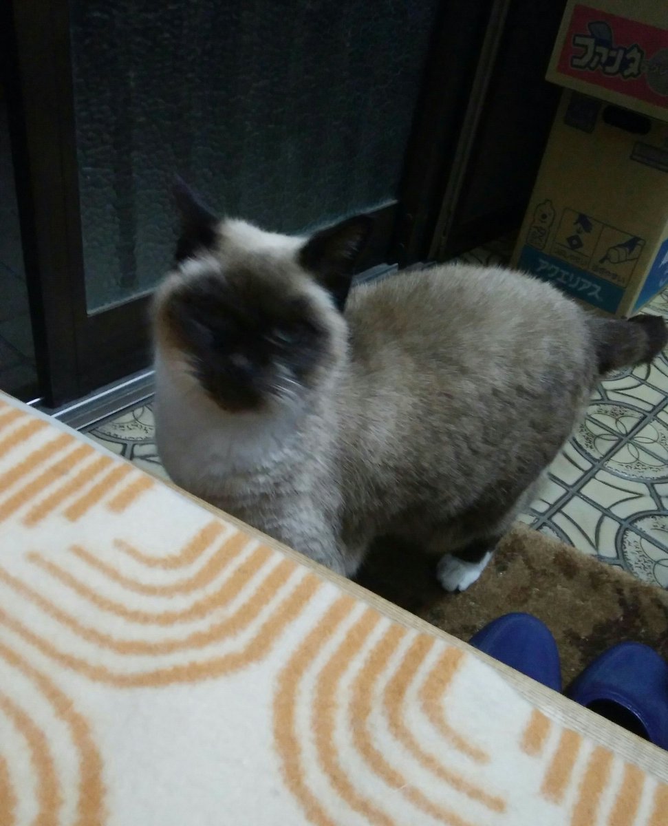 みーすけ (@misuke_867) | Twitter