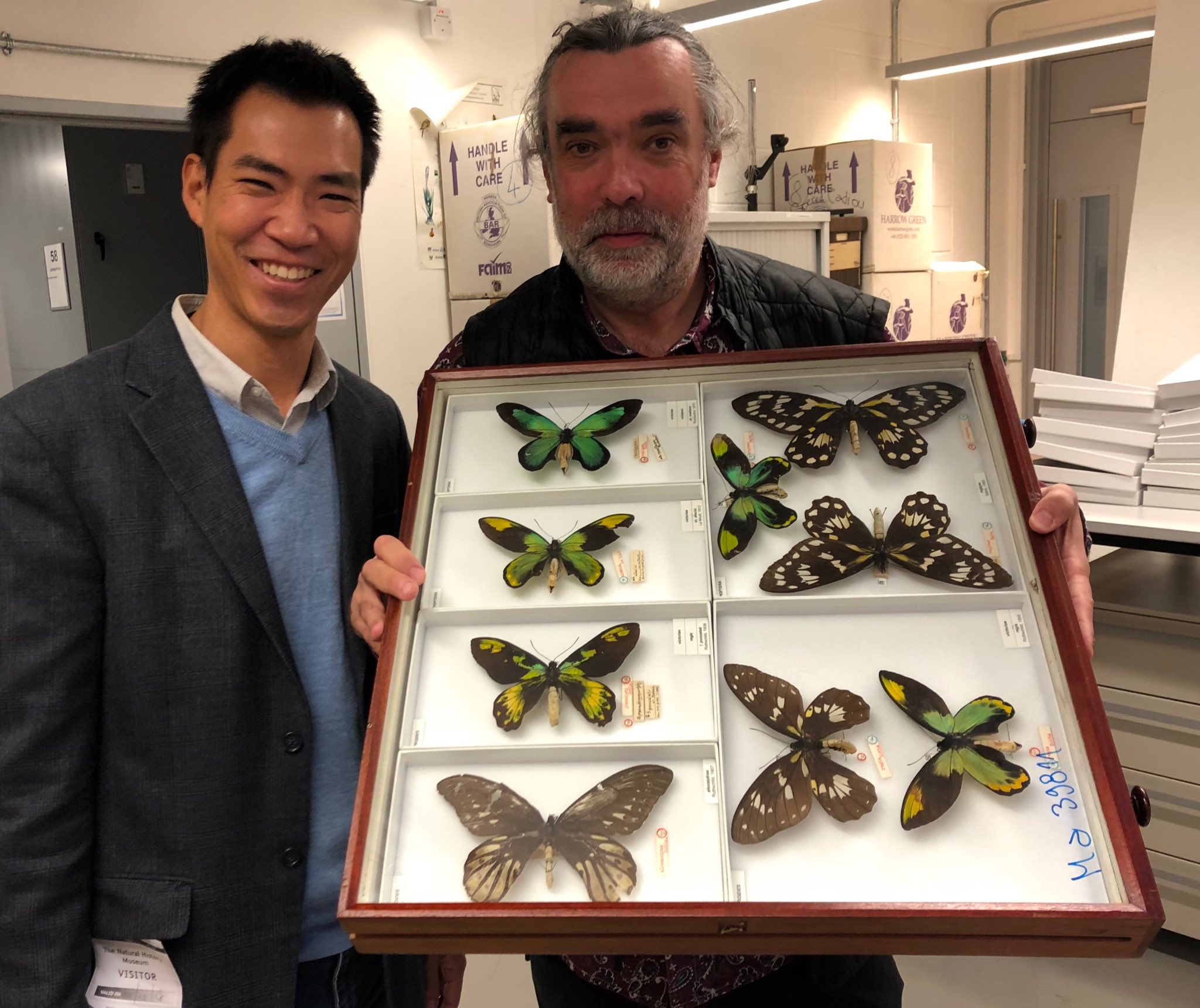 Queen Alexandra Birdwing Butterfly Facts