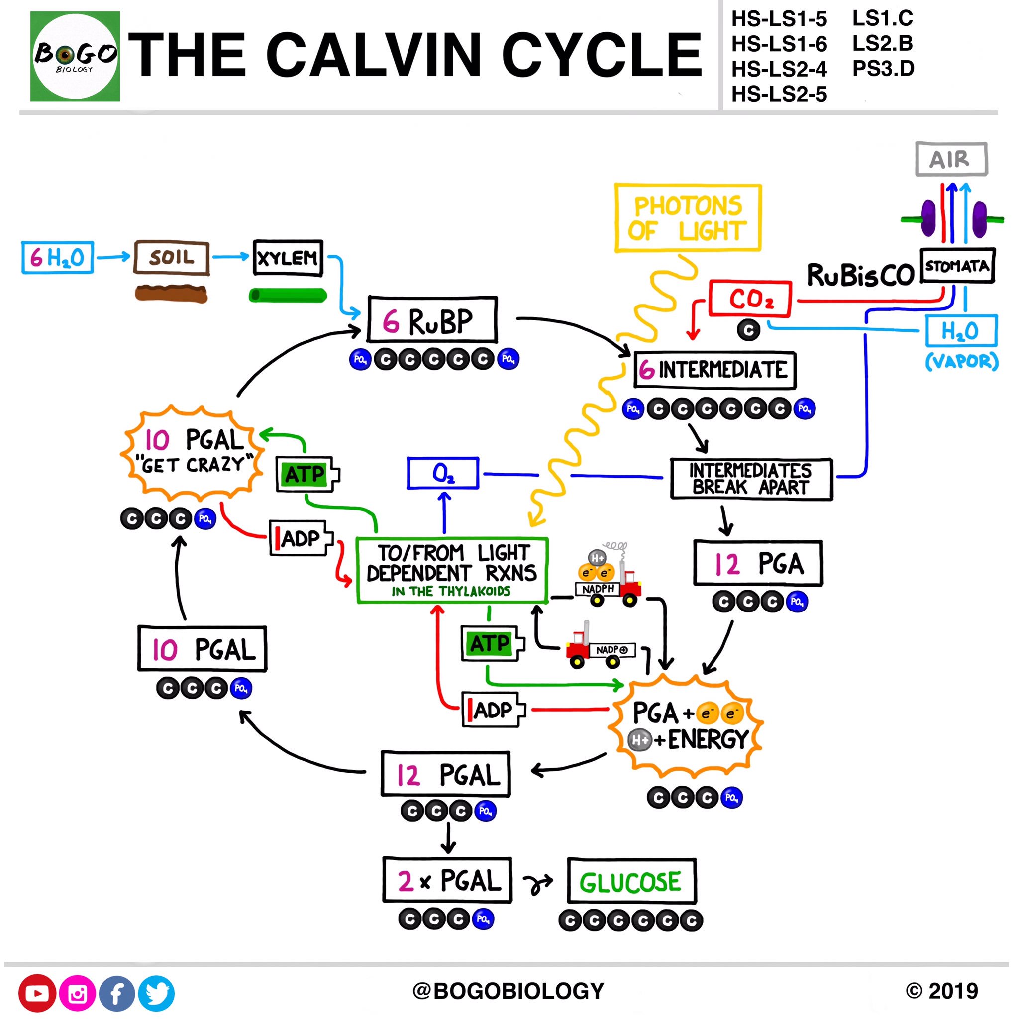 Calvin Cycle For Dummies