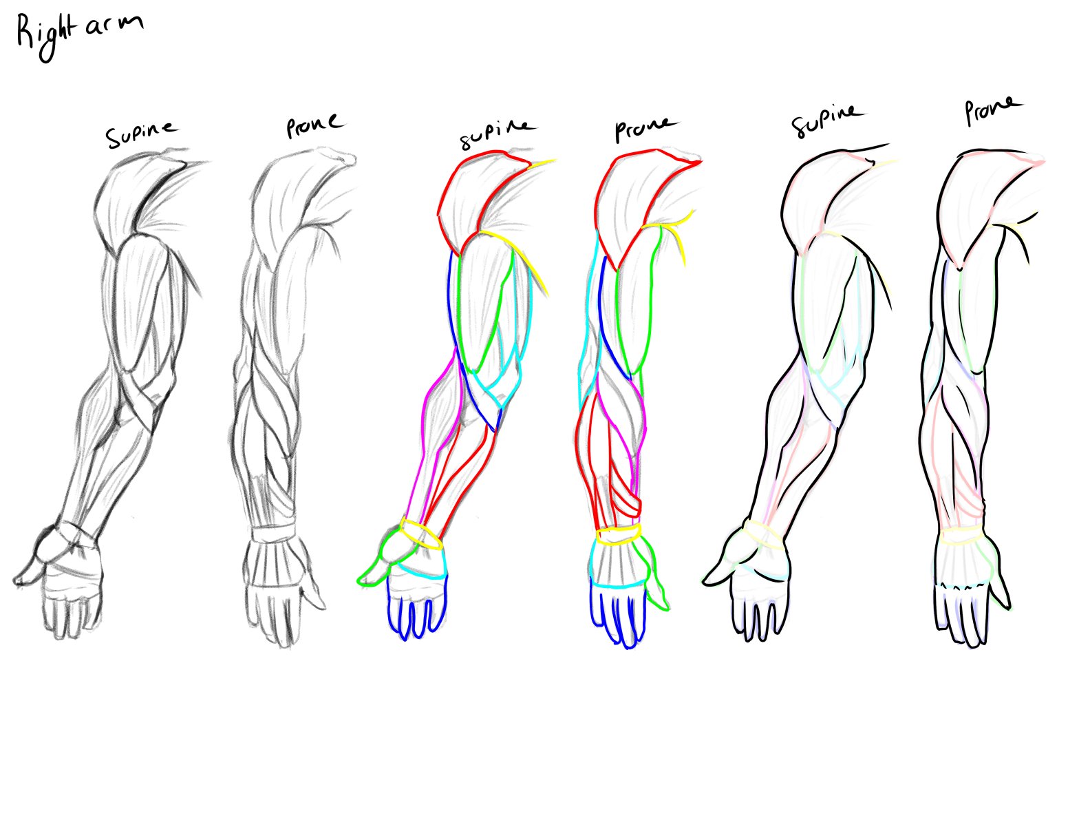 Arm Drawing Reference