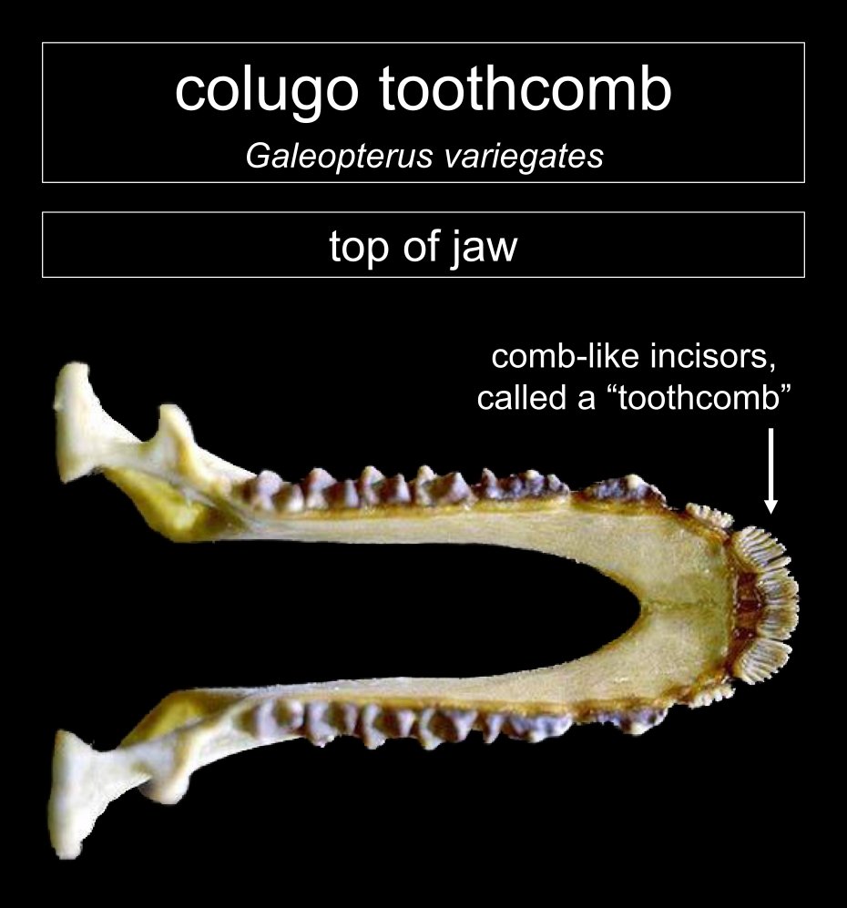Colugo Teeth