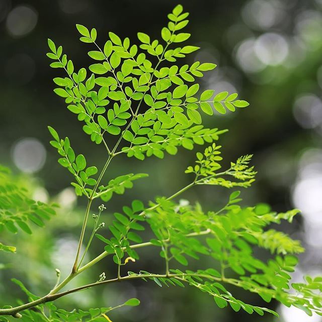 Moringa Oleifera Bark