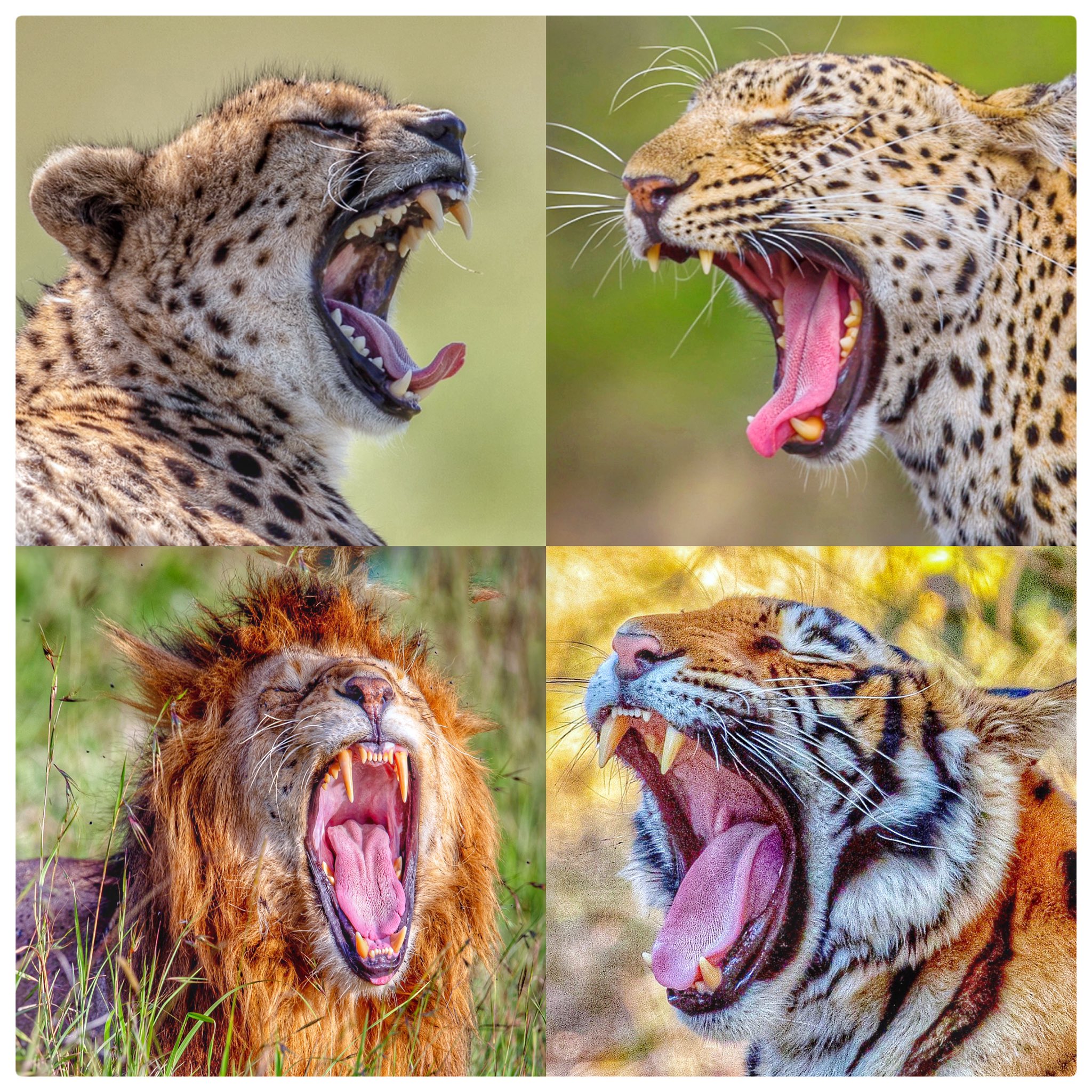 Tiger And Lion And Leopard