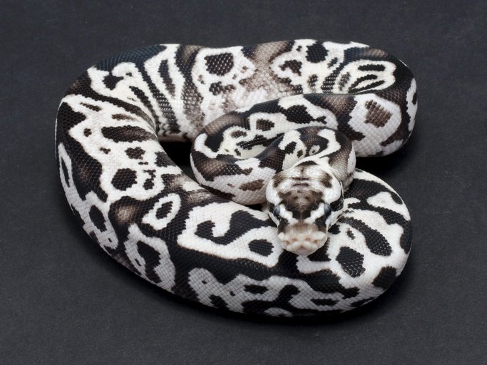 Axanthic Firefly Ball Python