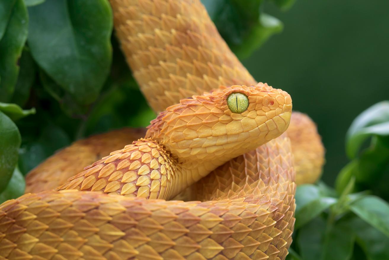 African Bush Viper Colors