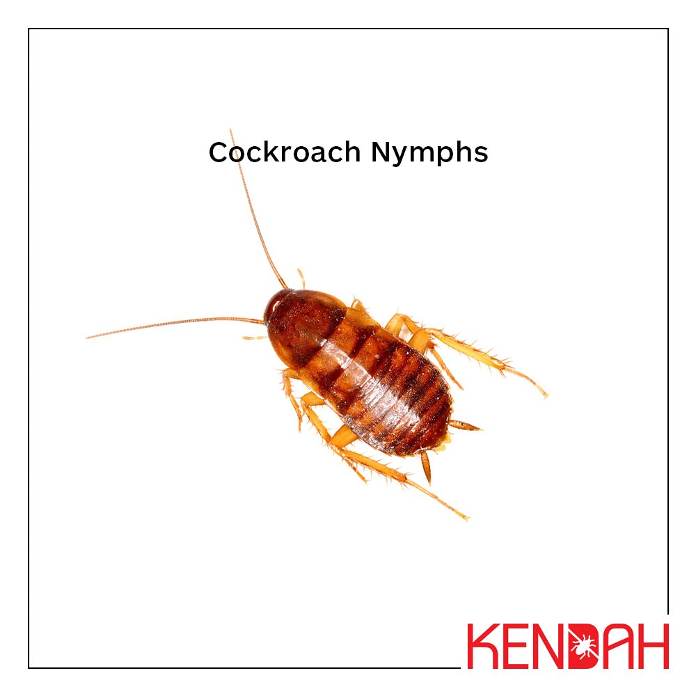 Cockroach Nymph